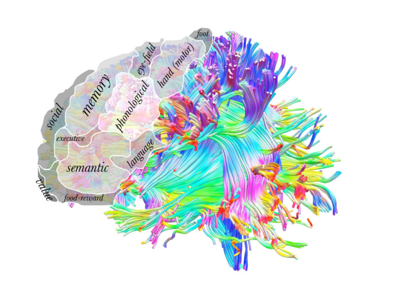 connectome_Nothing defines the function of a brain area better than its ...