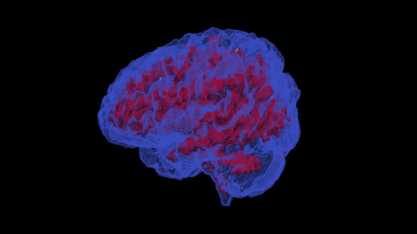 A Meshed Up Brain | The Neuro Bureau