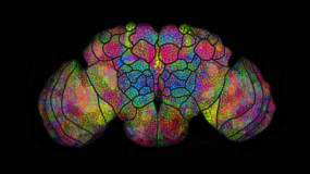 Fly Brain Mosaic | The Neuro Bureau
